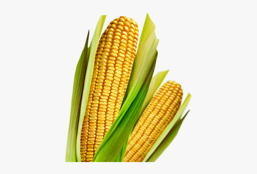 Corn Png, Transparent Png , Transparent Png Image - PNGitem