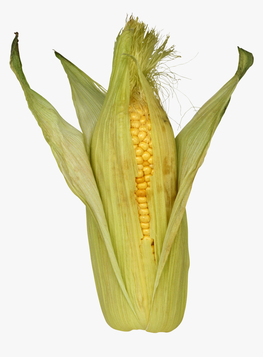 Corn Png Image - Maize, Transparent Png , Transparent Png Image - PNGitem