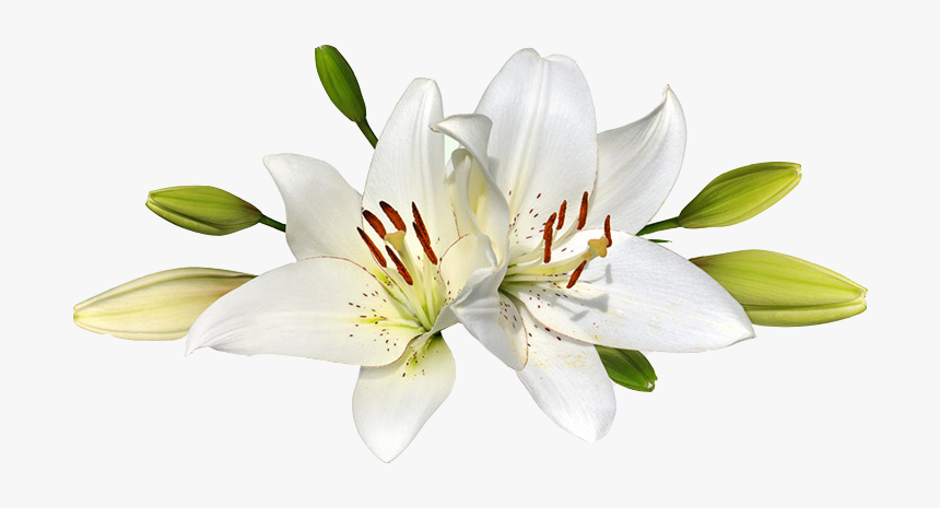 Easter Lily Png - Transparent Transparent Background Easter Lilies, Png ...