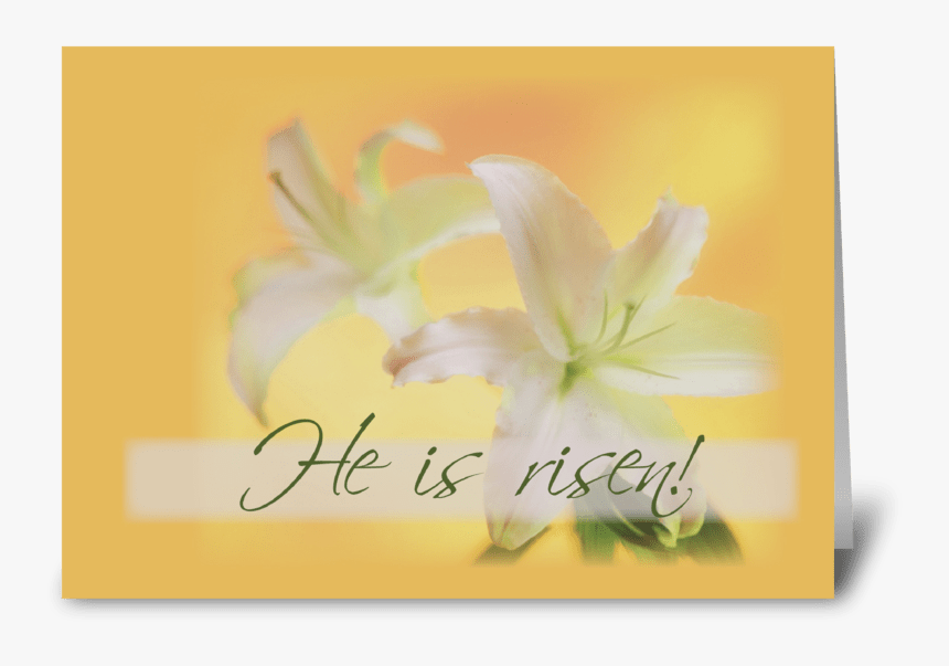 Risen Easter Lilies Greeting Card - Lily, HD Png Download , Transparent ...
