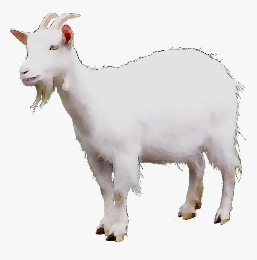 Mountain Goat Sheep Cattle Terrestrial Animal - Kambing Png ...