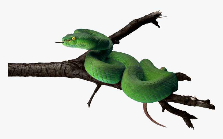 Fifteen Isolated Stock Photo - Green Anaconda Png, Transparent Png ...