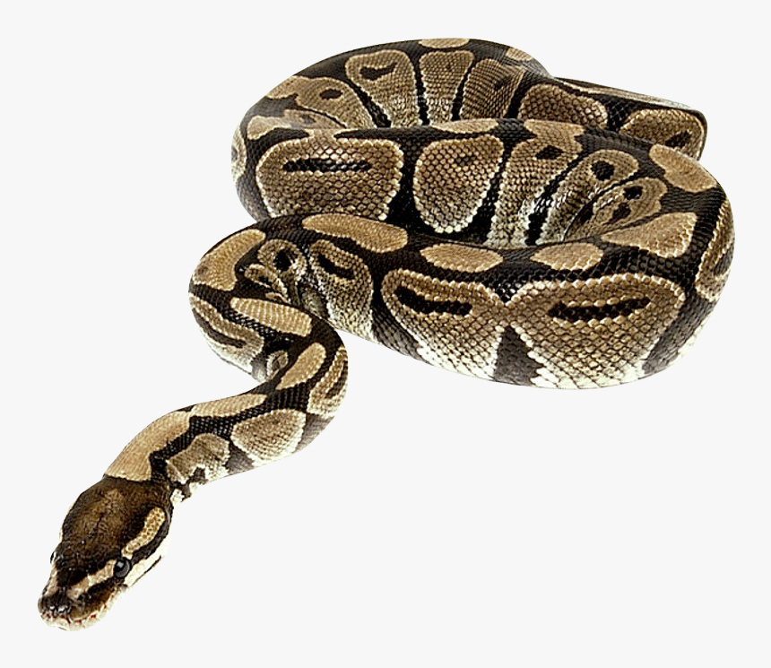 Snake - Snake Transparent Background, HD Png Download , Transparent Png ...