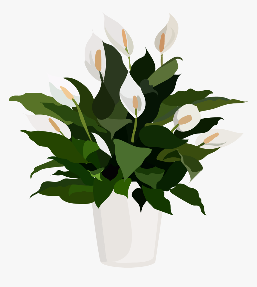 Peace Lily Flower, HD Png Download , Transparent Png Image - PNGitem