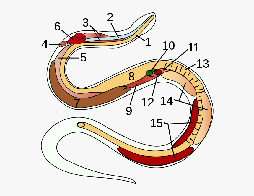 Snake Anatomy Unlabeled, HD Png Download , Transparent Png Image - PNGitem