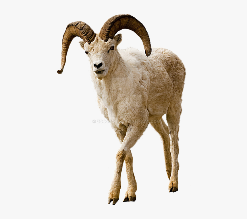 Mountain Goat No Background, HD Png Download , Transparent Png Image ...