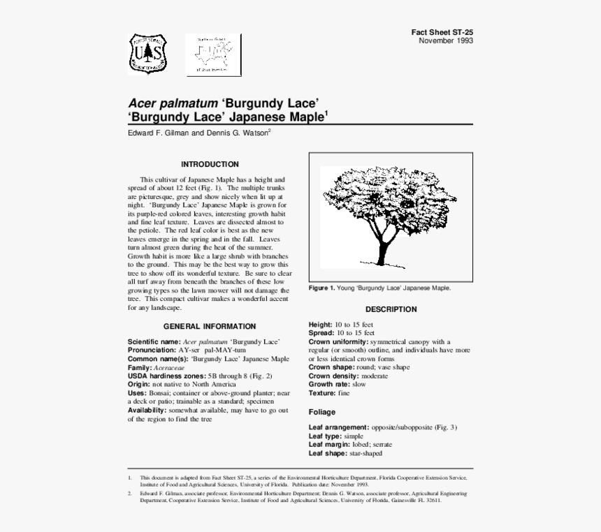 Sophora Princeton Upright Tree, HD Png Download , Transparent Png Image ...