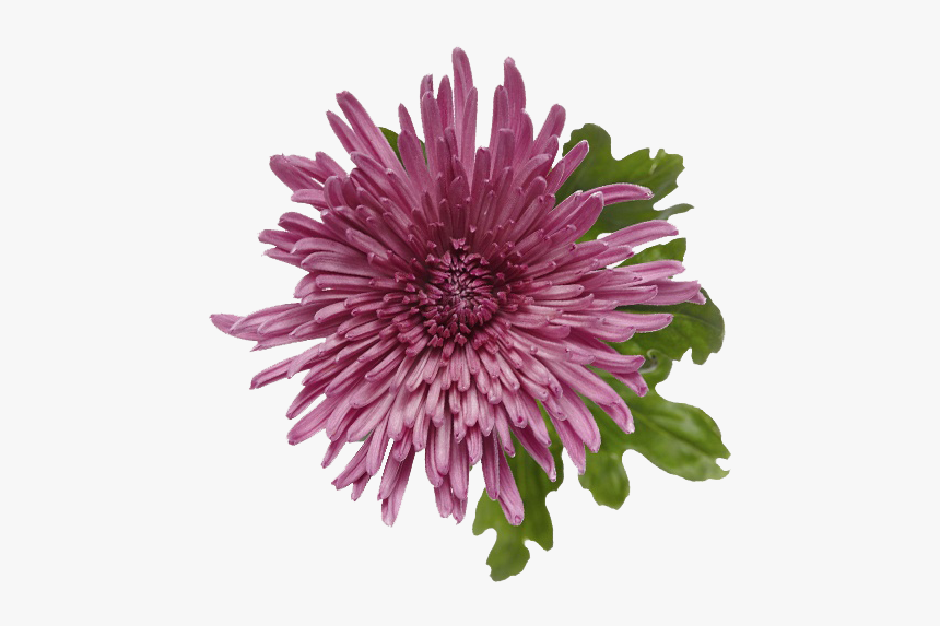 Chrysanths, HD Png Download , Transparent Png Image - PNGitem