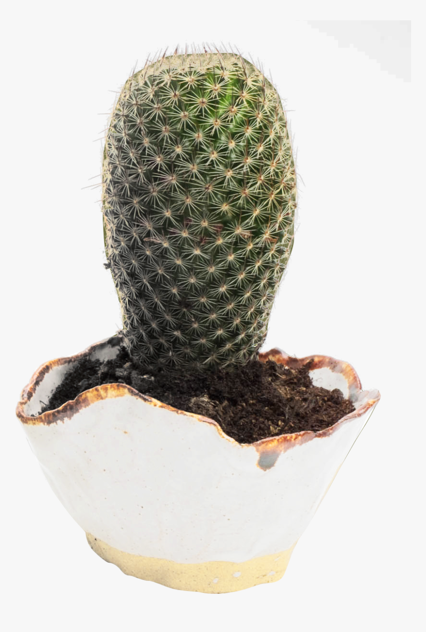 Cactus Png Transparent Image - Cactus Flower Pot Hd Png, Png Download ...
