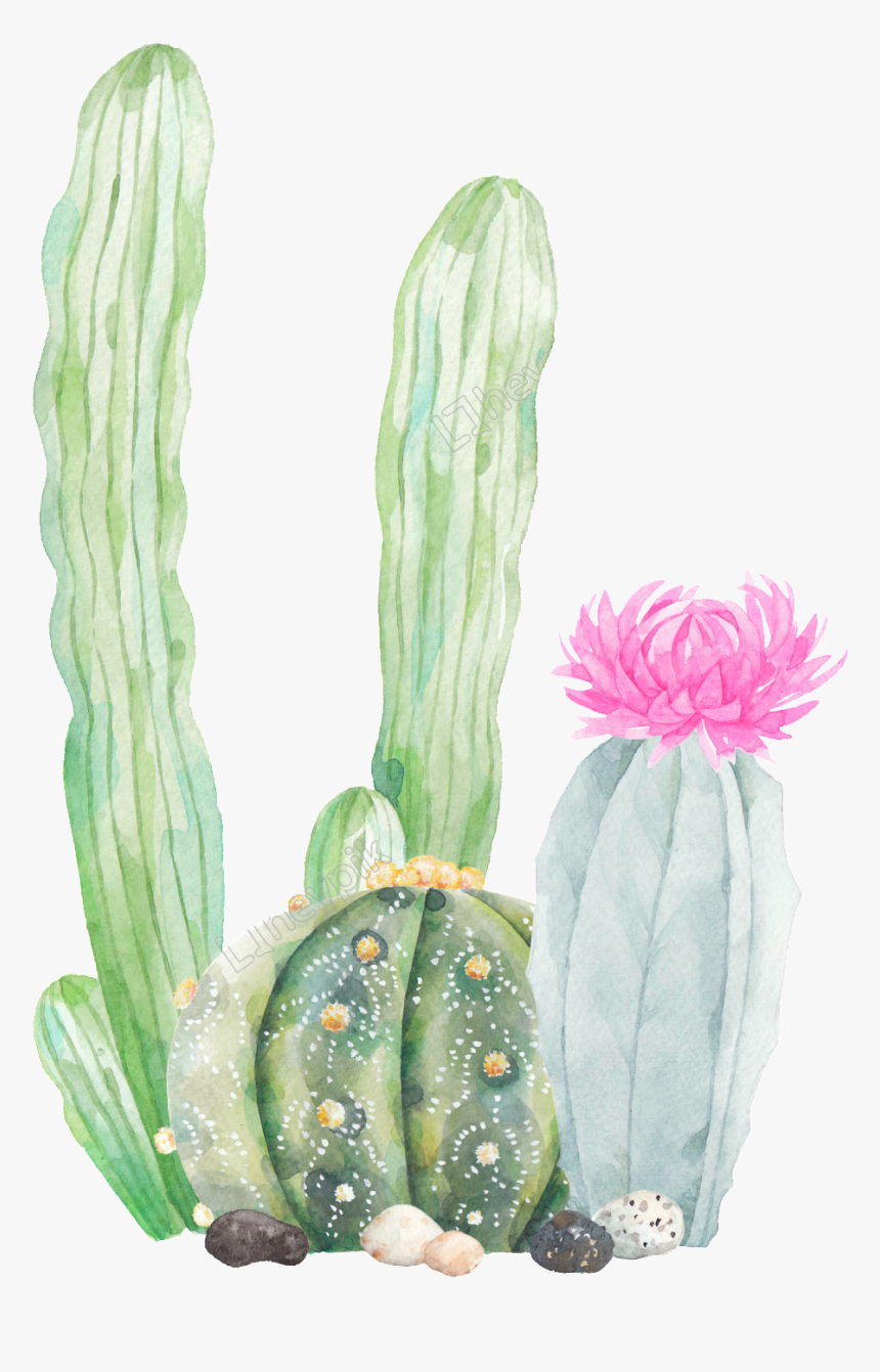 Transparent Cactus Vector Png - Transparent Background Cactus Clipart ...
