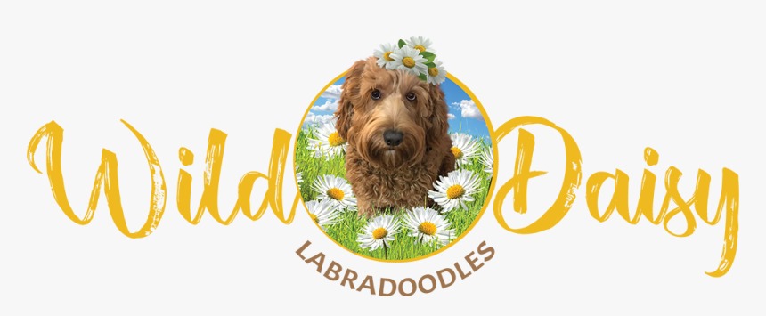 Wild Daisy Labradoodles Logo - Labradoodle, HD Png Download ...