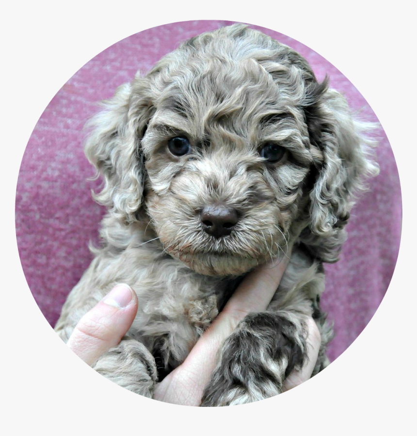 Labradoodle, HD Png Download , Transparent Png Image - PNGitem