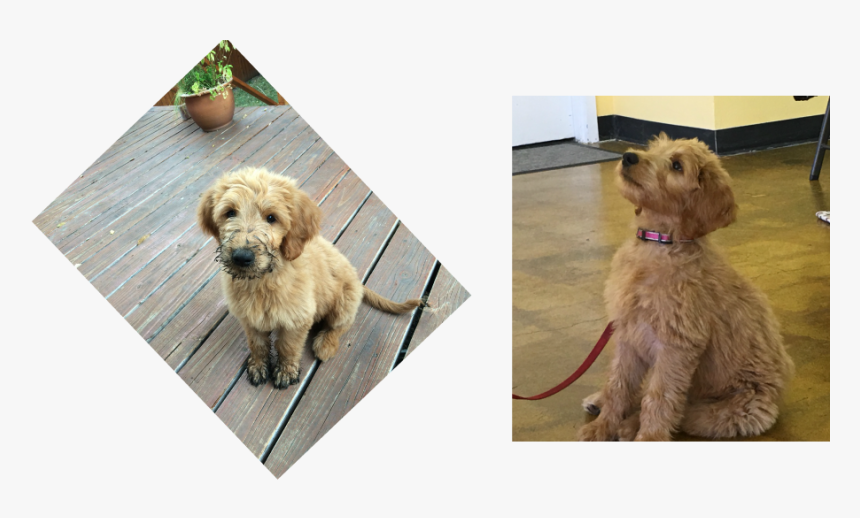Picture - Goldendoodle, HD Png Download , Transparent Png Image - PNGitem