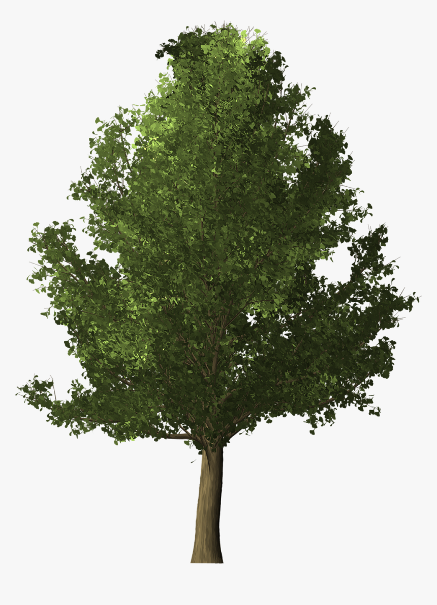 3d Tree Png, Transparent Png , Transparent Png Image - PNGitem