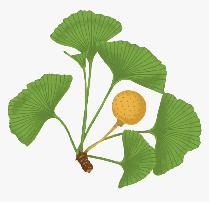 Ginkgo Biloba Scitec Nutrition, HD Png Download , Transparent Png Image ...