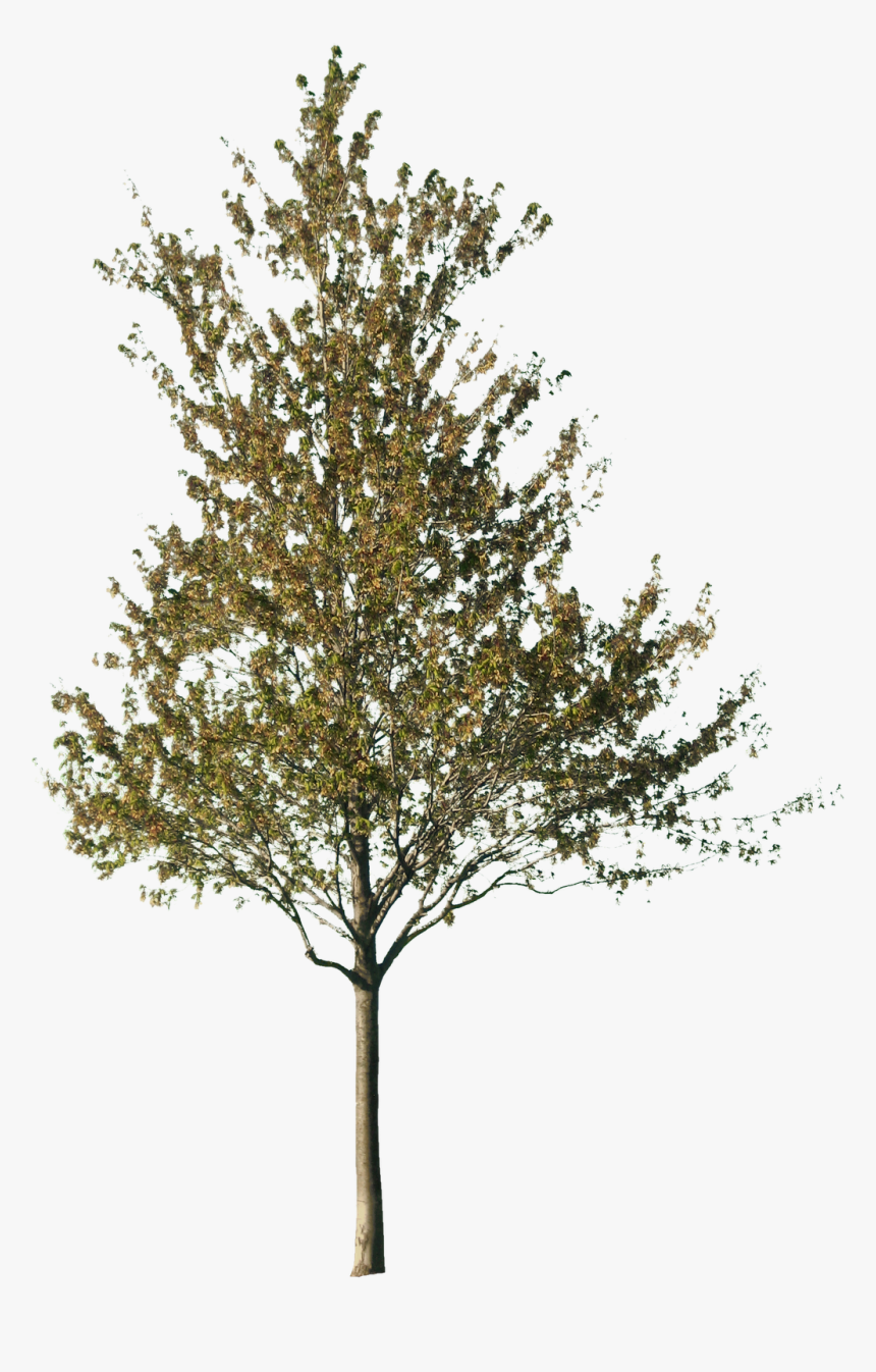 Tree Cut Out Png, Transparent Png , Transparent Png Image - PNGitem