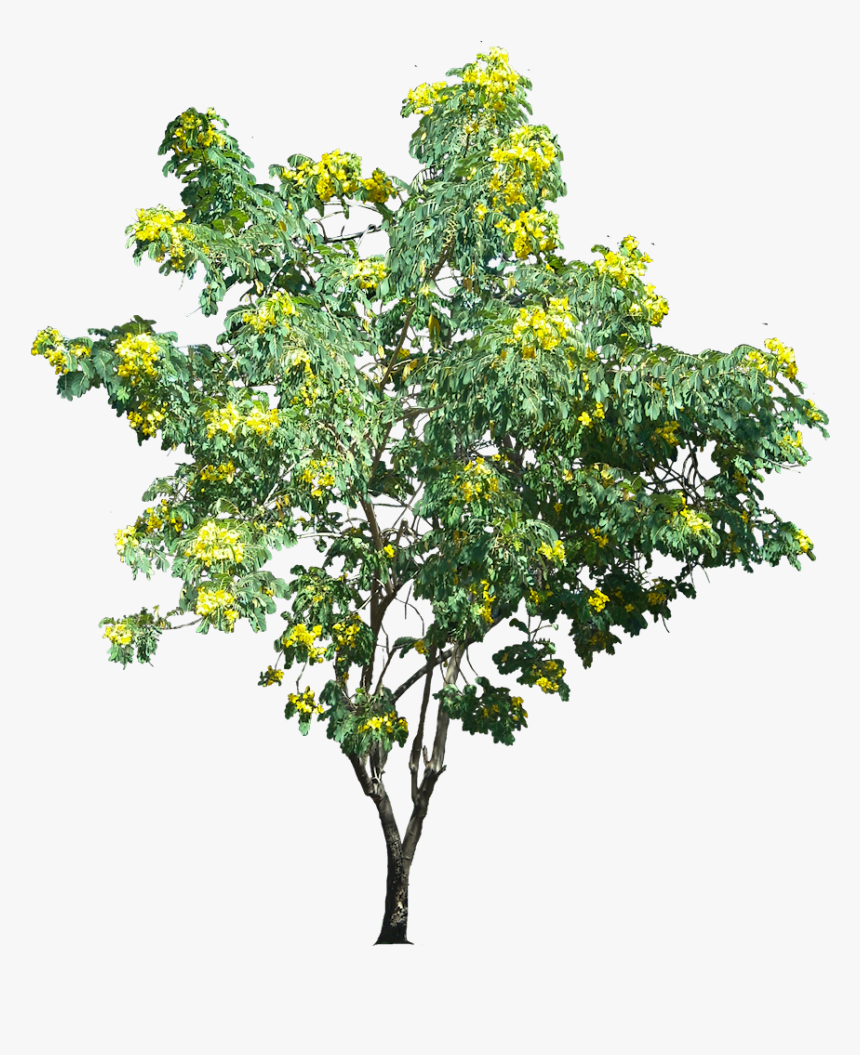 Golden Shower Trees Psd, HD Png Download , Transparent Png Image - PNGitem