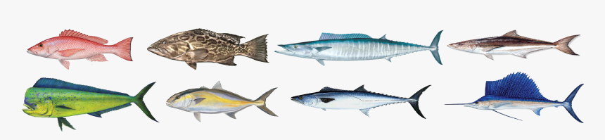 Pacific Sturgeon, HD Png Download , Transparent Png Image - PNGitem