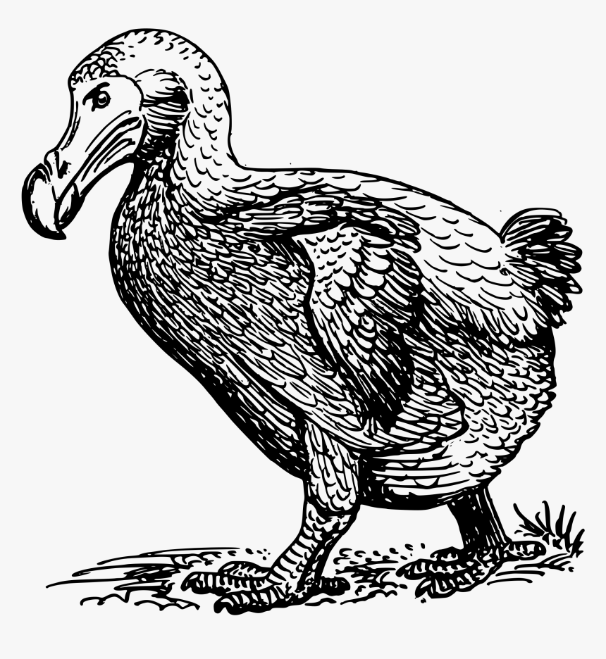 Dodo Bird Coloring Pages