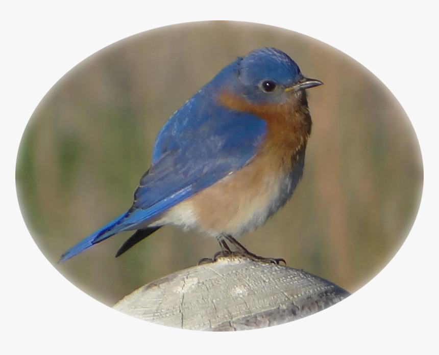 Eastern Bluebird On Fence Post - Eastern Bluebird, HD Png Download ...