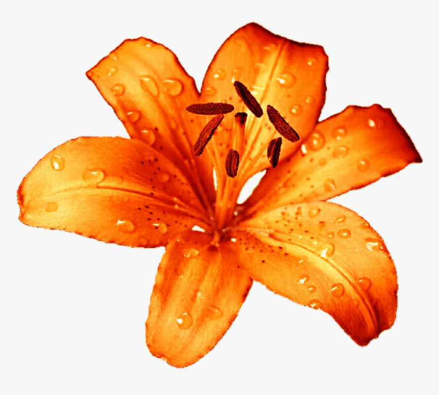Tiger Lily Flower Png, Transparent Png , Transparent Png Image - PNGitem