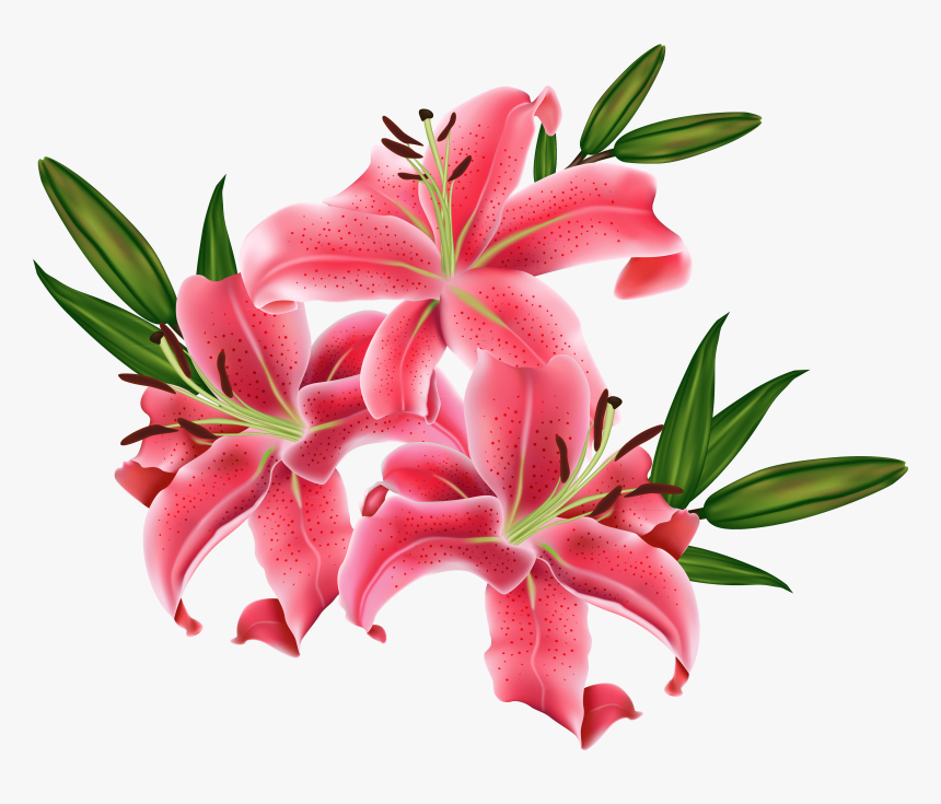 Pink Lily Cliparts Png - Lilium Png, Transparent Png , Transparent Png ...