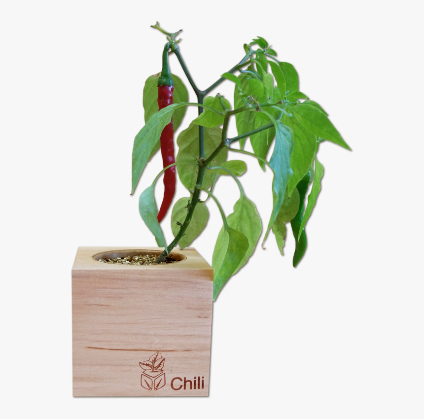 Chili Plant Png, Transparent Png , Transparent Png Image - PNGitem