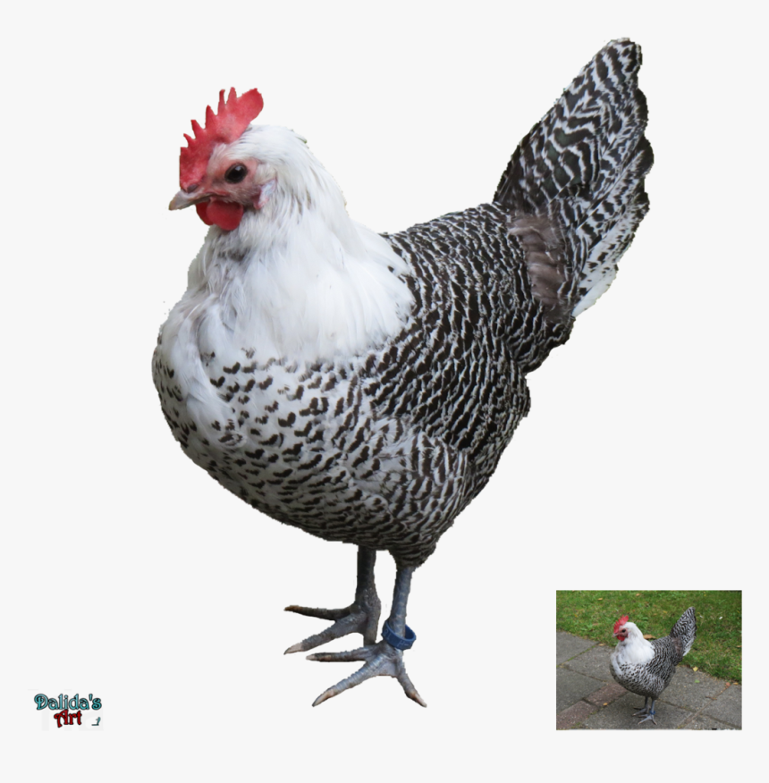 Hen Image Hd Png, Transparent Png , Transparent Png Image - PNGitem