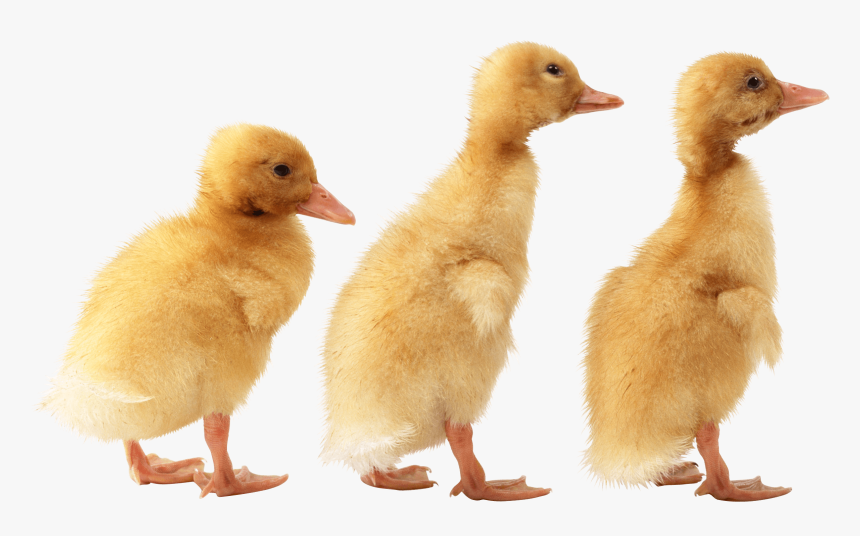 Ducklings Png, Transparent Png , Transparent Png Image - PNGitem