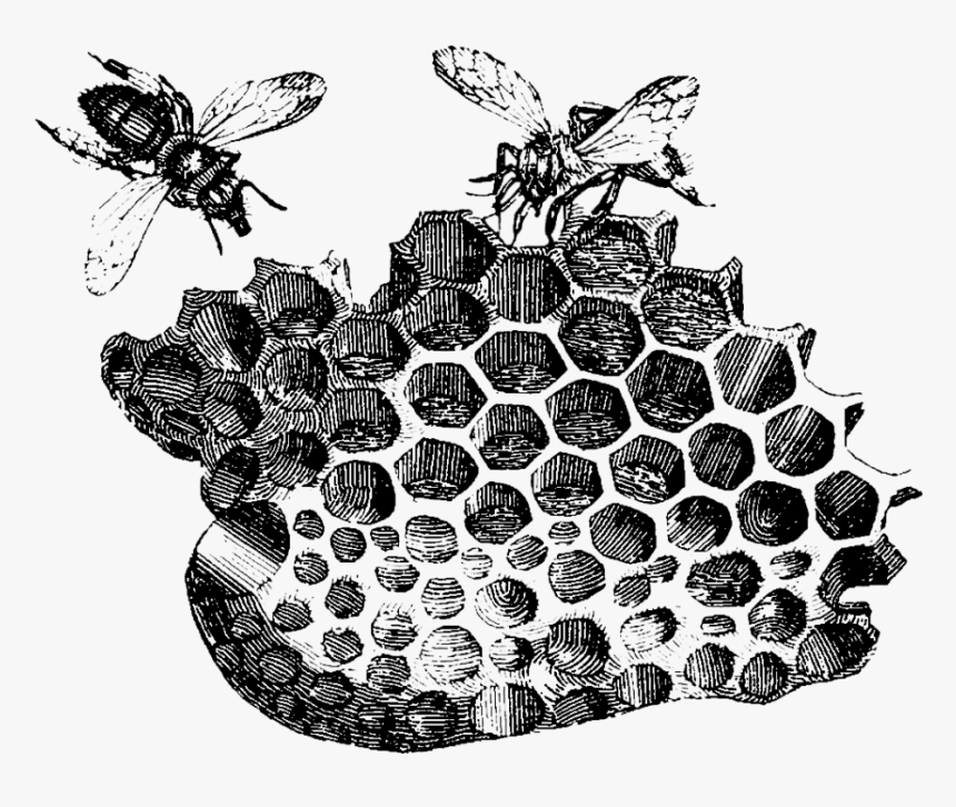 Transparent Bee Clipart Png - Honeycomb Black And White, Png Download ...