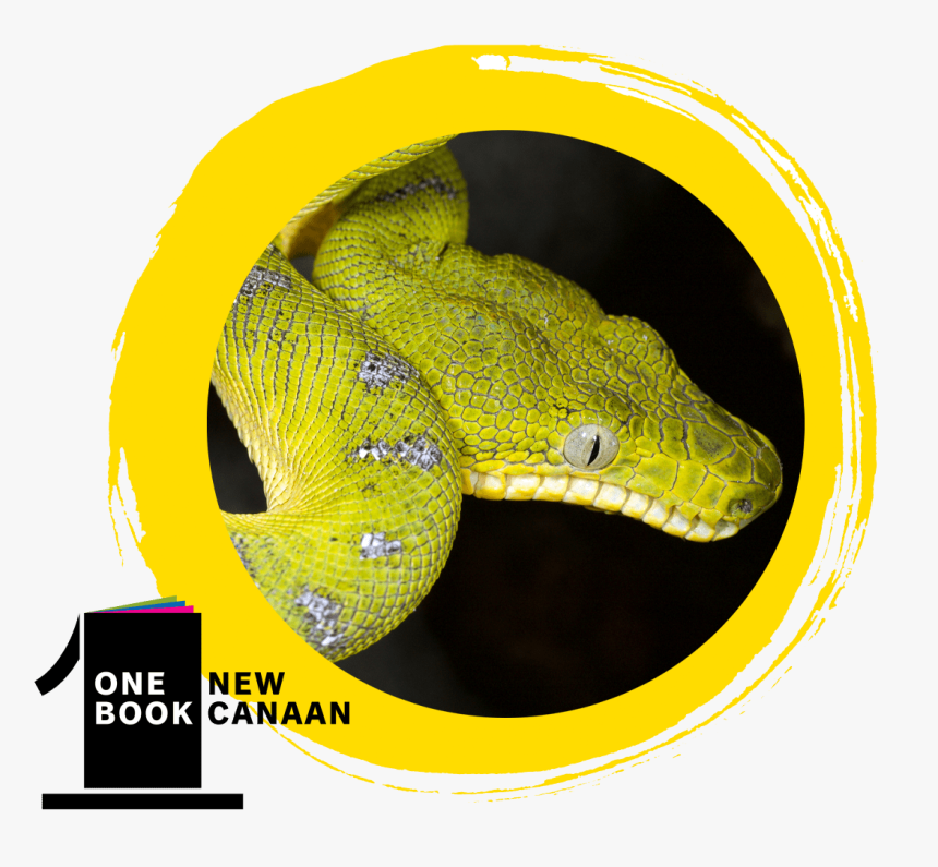 Burmese Python, HD Png Download , Transparent Png Image - PNGitem