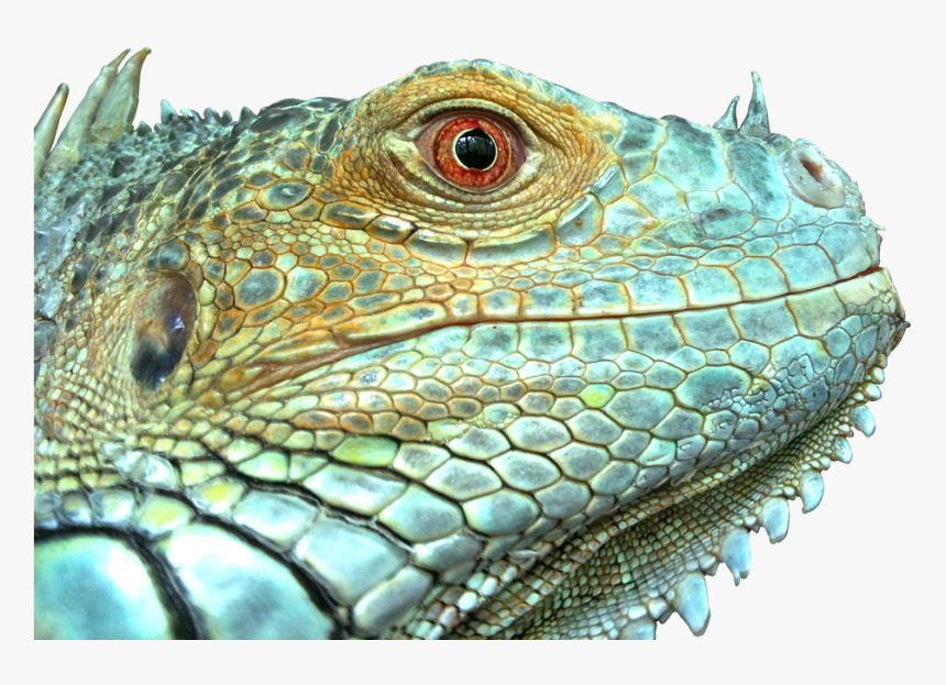 Iguana, Reptile, Lizard, Green, Blue, Face, Scale - Lizard Scales, HD ...