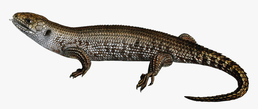 Lizard Png - Transparent Background Transparent Lizard, Png Download ...
