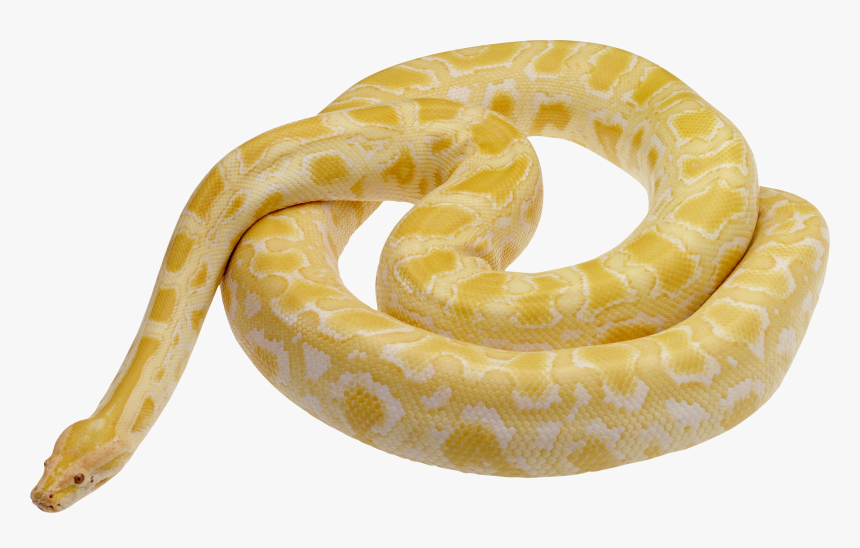 Snake Png, Transparent Png , Transparent Png Image - PNGitem