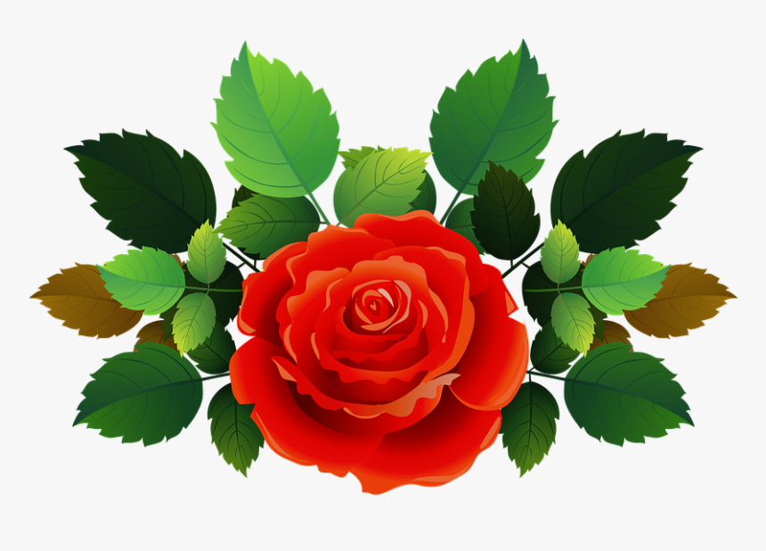 Transparent Rose Bush Png - Rose, Png Download , Transparent Png Image ...