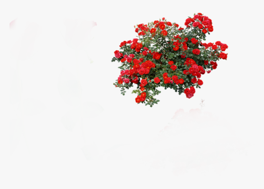 #rosebush #roses - Red Rose Bush Png, Transparent Png , Transparent Png ...