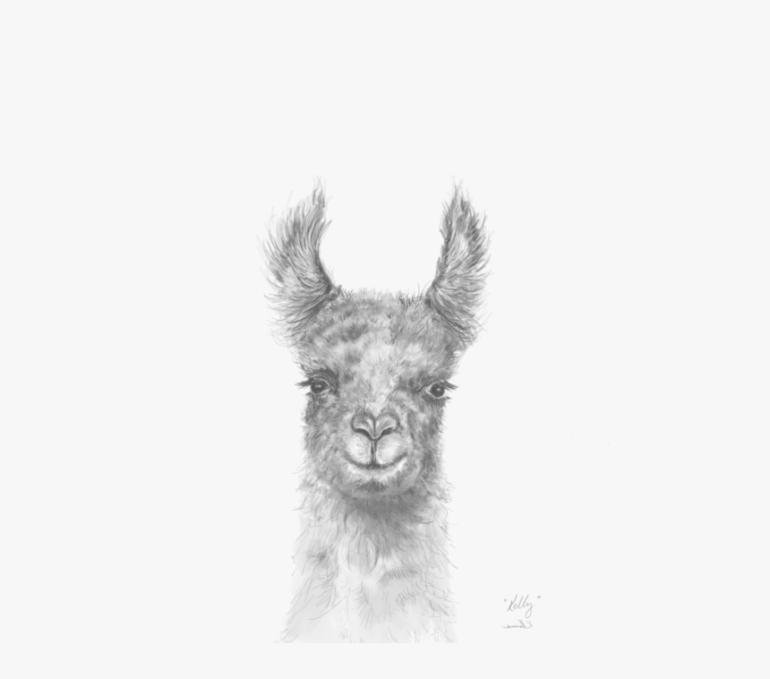 Transparent Llamas Png - Realistic Pencil Llama Drawing, Png Download ...
