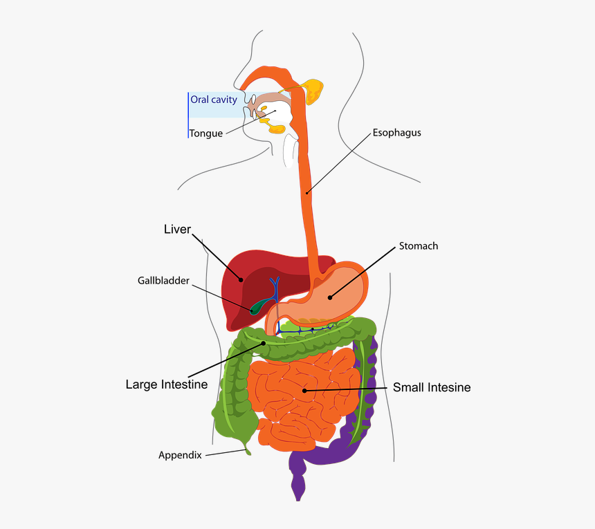 Health - Human Digestive System, HD Png Download , Transparent Png ...